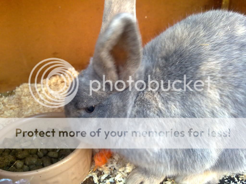 W Midlands - Blue Harlequin Rabbit | Reptile Forums