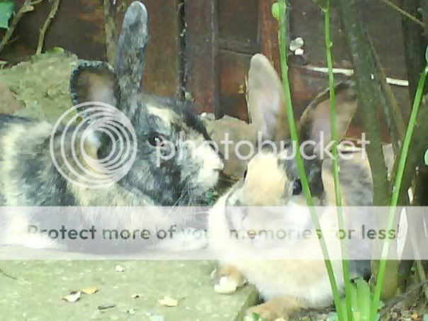W Midlands - Blue Harlequin Rabbit | Reptile Forums