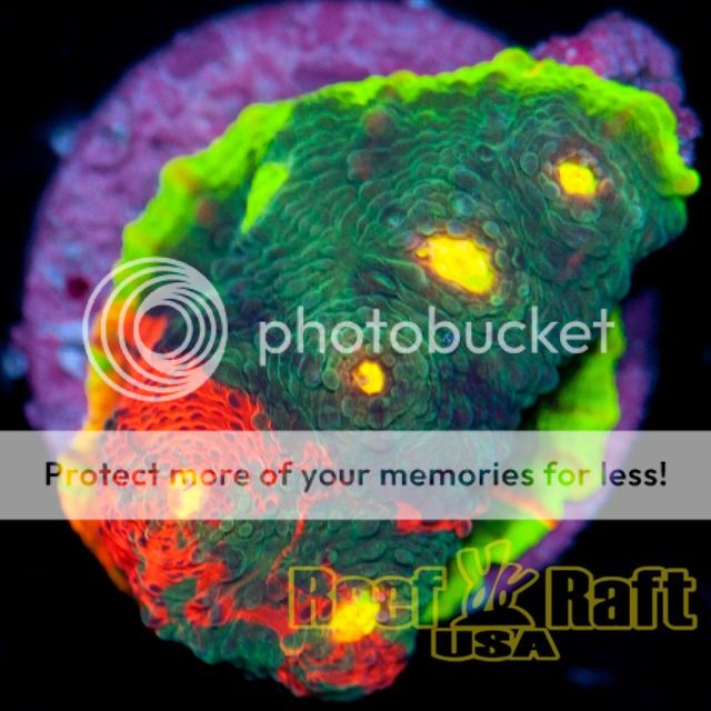 Reef Raft Huge Webste update | REEF2REEF Saltwater and Reef Aquarium Forum