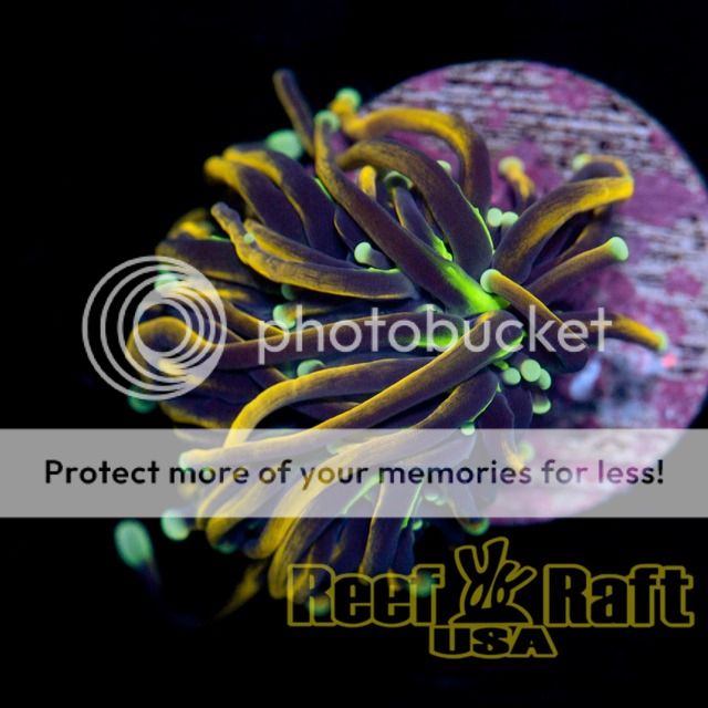 Reef Raft Huge Webste update | Reef2Reef