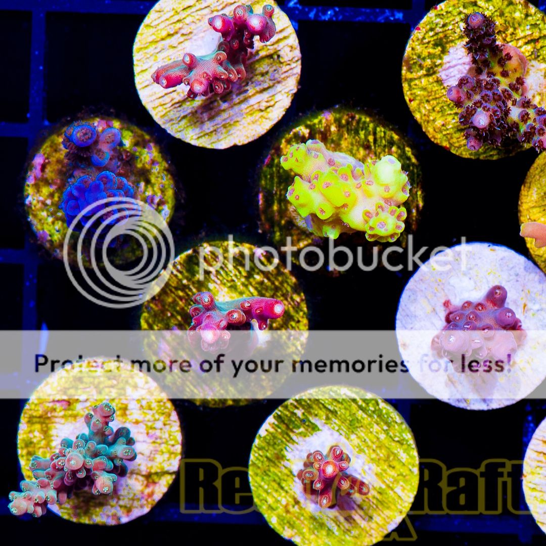 Reef Raft USA show-off thread | Page 3 | REEF2REEF Saltwater and Reef ...