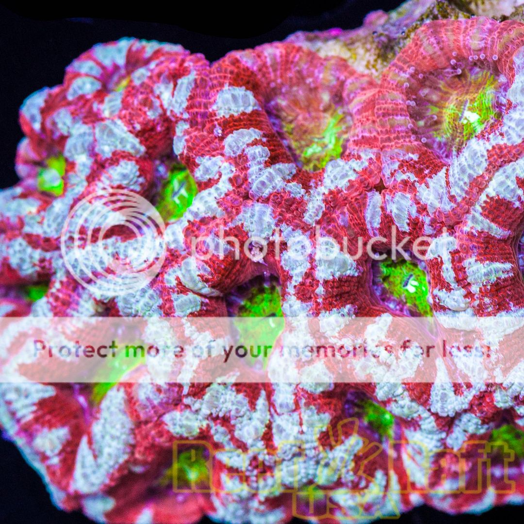 Reef Raft Feb 18th 3hr Livesale | REEF2REEF Saltwater and Reef Aquarium ...