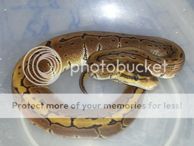 2013 Royal Python hatchlings: het Ultramel, UltraPin, VPI Axanthic ...