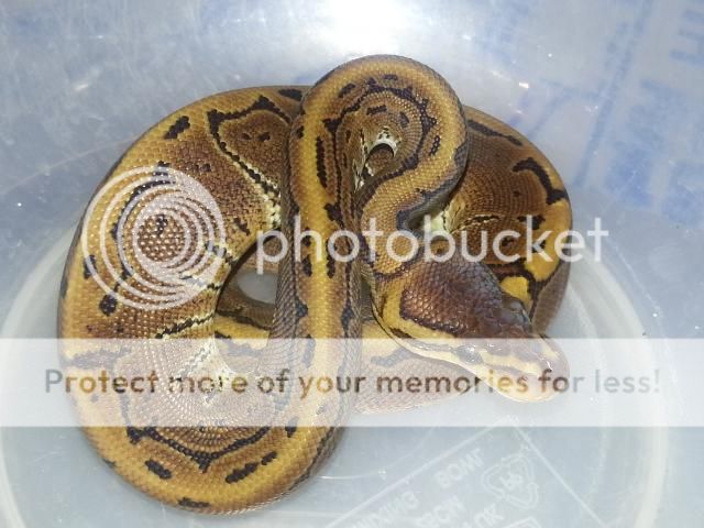 2013 Royal Python hatchlings: het Ultramel, UltraPin, VPI Axanthic ...