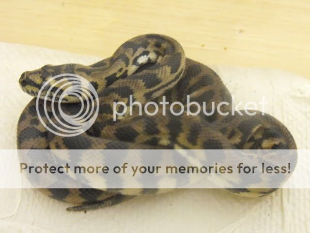 WEST LONDON: Irian Jaya x Jungle Jag SIBLING Carpet Python - '10 Female ...
