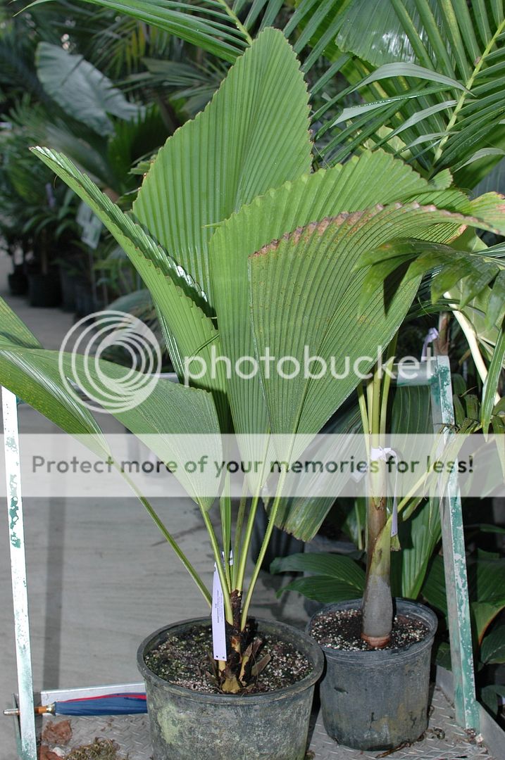 The 17th Annual Fall 'Ganza - Enabling the Palm Addiction in S. Florida ...