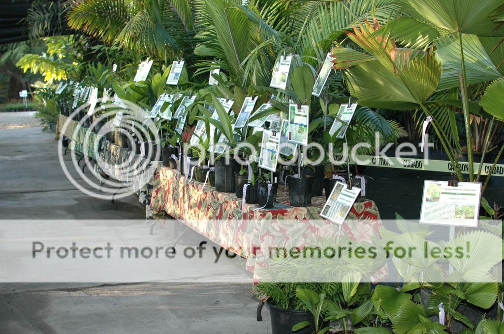 The 18th Annual Spring 'Ganza in the So Flo. - Palms & Plants for the ...