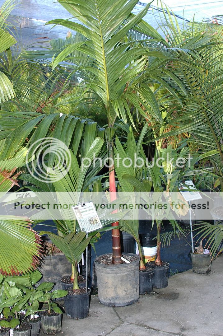 The 18th Annual Spring 'Ganza in the So Flo. - Palms & Plants for the ...