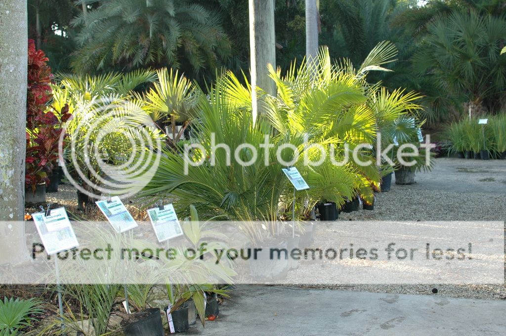 The 18th Annual Spring 'Ganza in the So Flo. - Palms & Plants for the ...