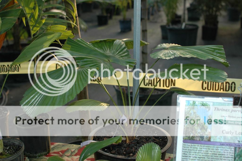 The 19th Spring 'Ganza - Palms & Tropical Plants Shine in S. Florida ...