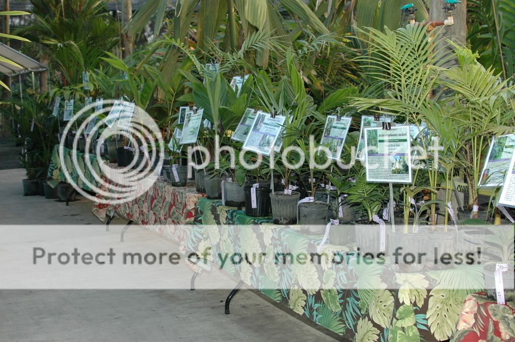 The 19th Spring 'Ganza - Palms & Tropical Plants Shine in S. Florida ...