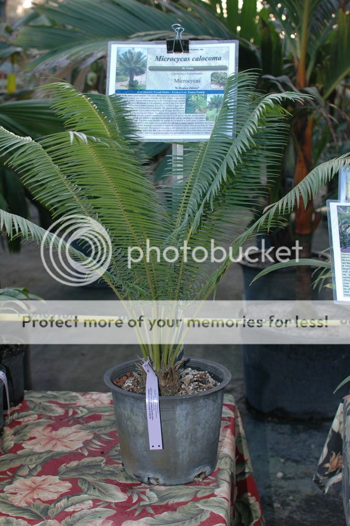 The 19th Spring 'Ganza - Palms & Tropical Plants Shine in S. Florida ...