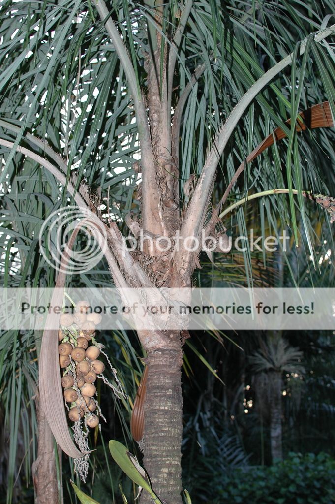 The 19th Spring 'Ganza - Palms & Tropical Plants Shine in S. Florida ...