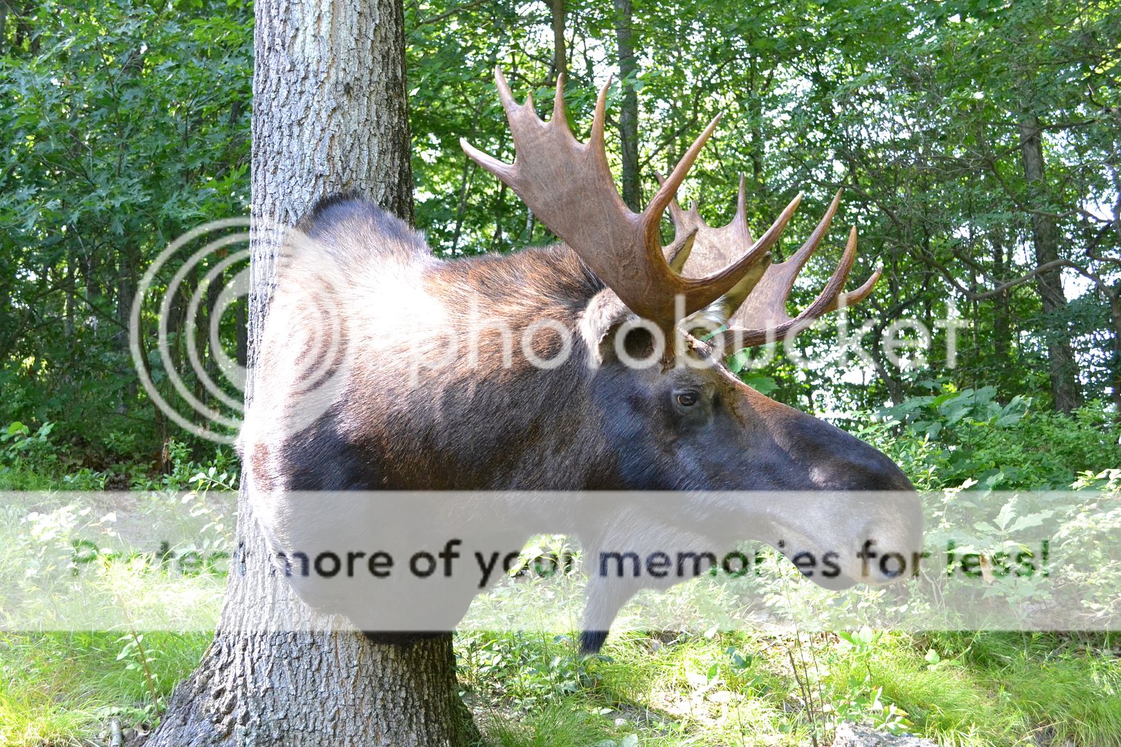Nice Newfoundland Moose | New Jersey Hunters