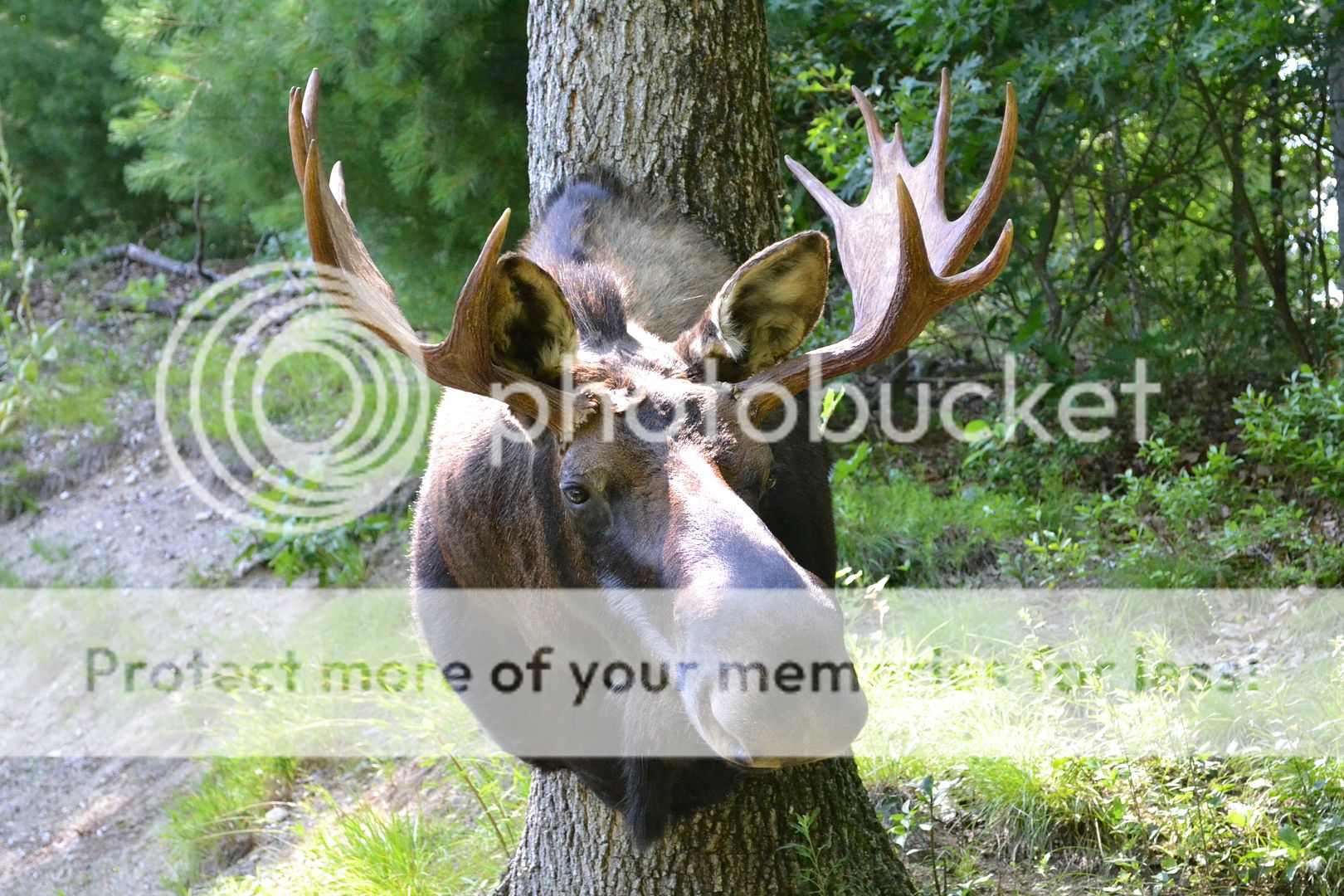 Nice Newfoundland Moose | New Jersey Hunters