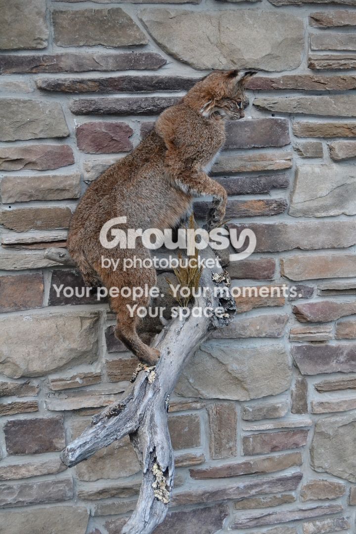 NY State Bobcat | New Jersey Hunters